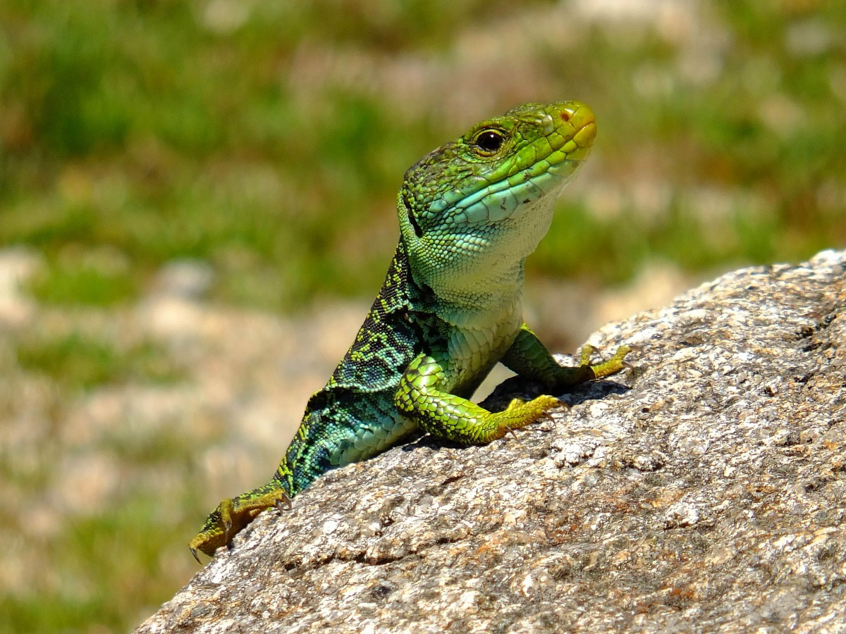 Los reptiles pueden aprender por imitación – DIGITALIA