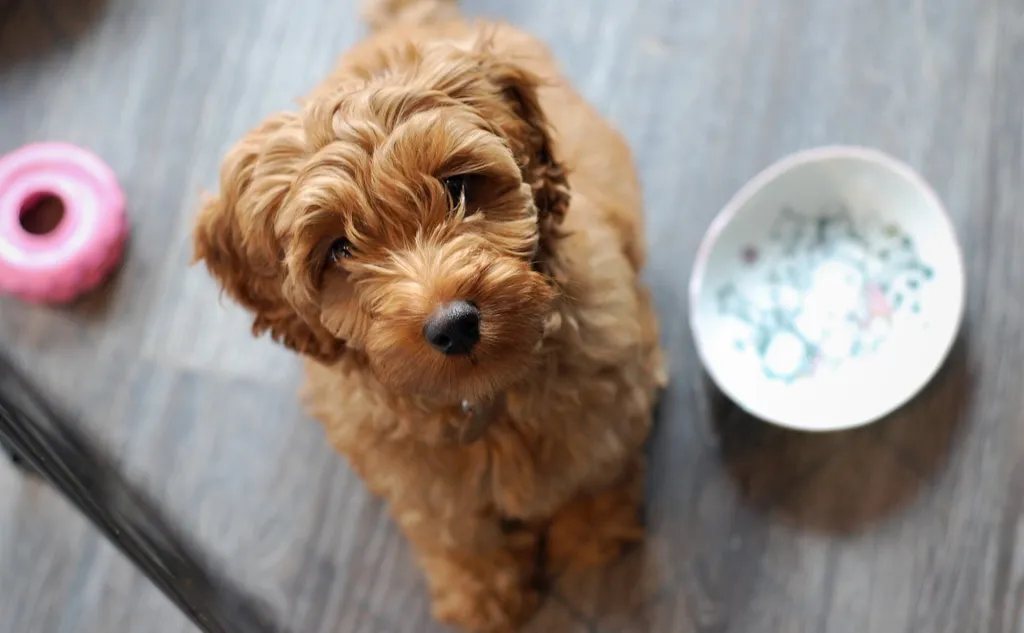 Labradoodle: El compañero perfecto – DIGITALIA